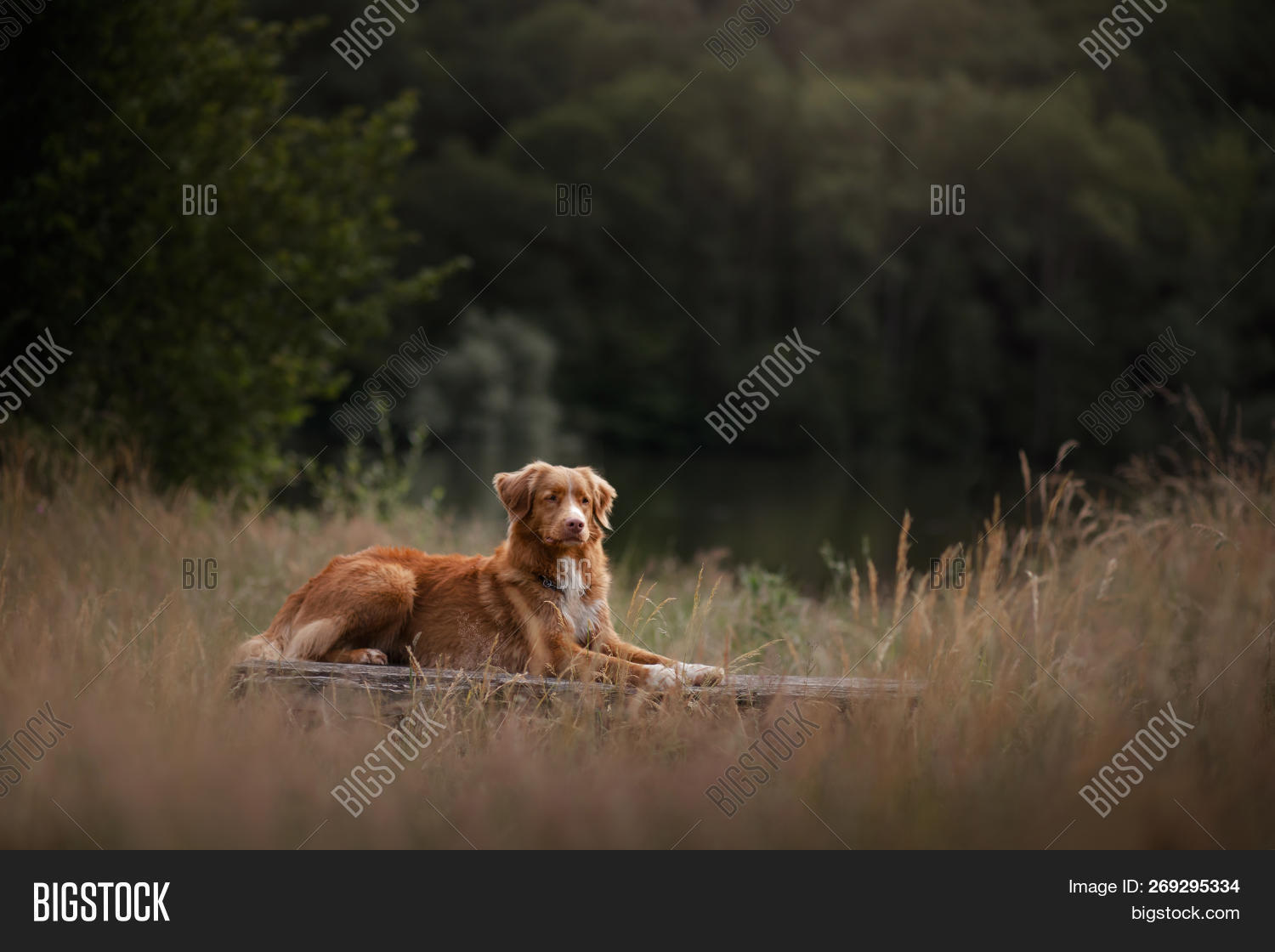 Dog Sitting On Bench. Image & Photo (Free Trial) | Bigstock