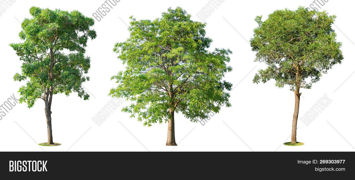 Trees Isolated On Image & Photo (Free Trial) | Bigstock