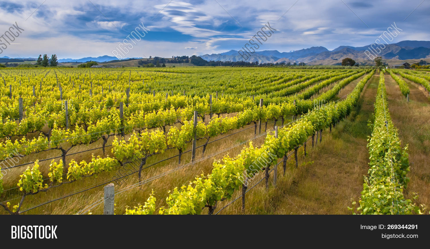 Colorful Vineyard Image & Photo (Free Trial) | Bigstock