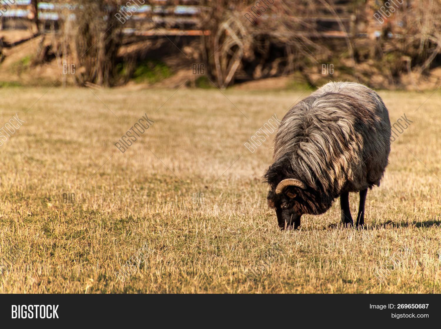 Sheep Grazing On Image & Photo (Free Trial) | Bigstock