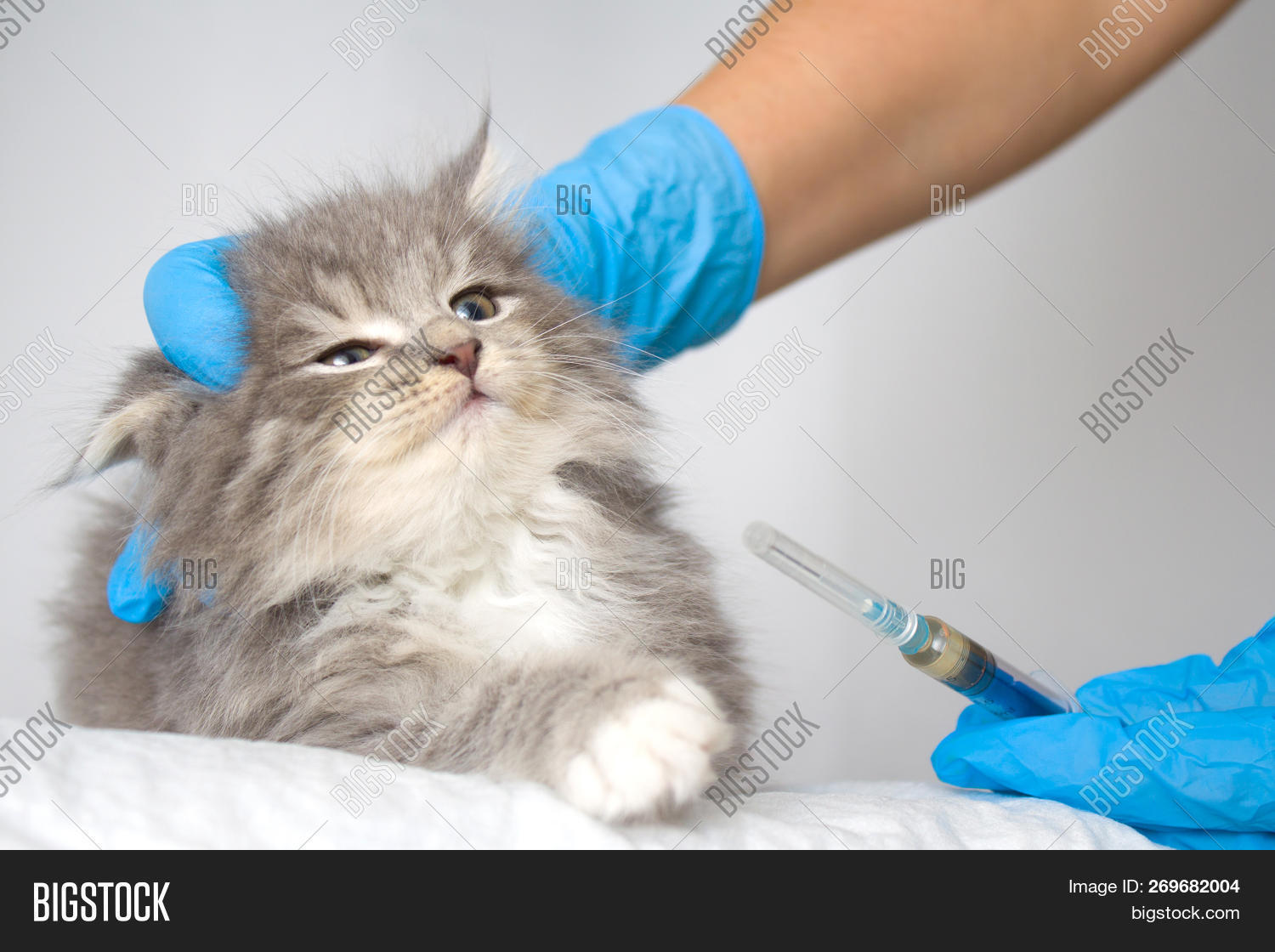 Veterinarian Giving Image & Photo (Free Trial) | Bigstock