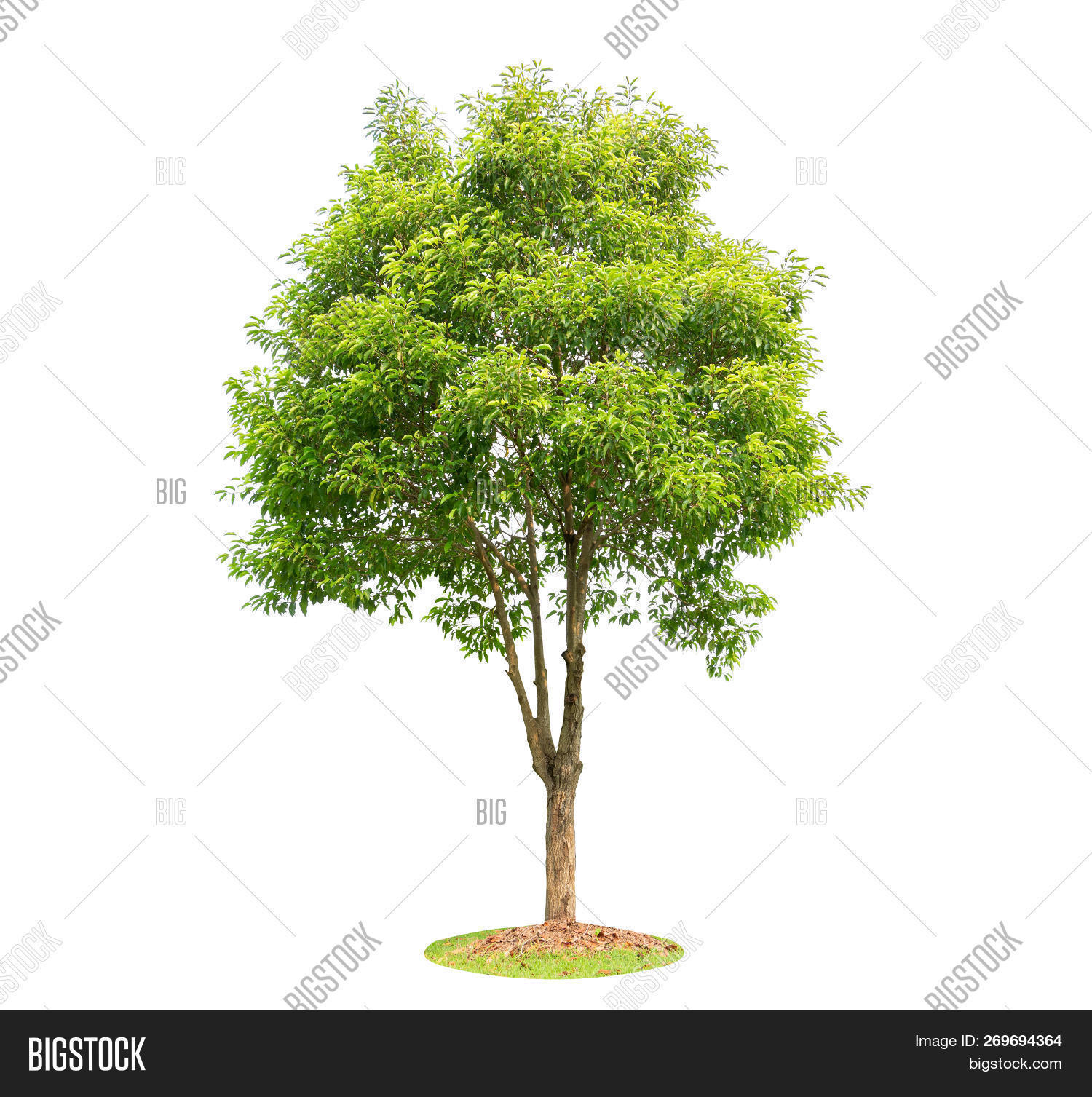 Trees Isolated On Image & Photo (Free Trial) | Bigstock
