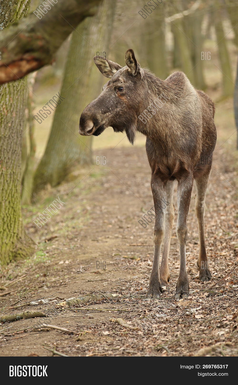 Eurasian Elk Nature Image & Photo (Free Trial) | Bigstock