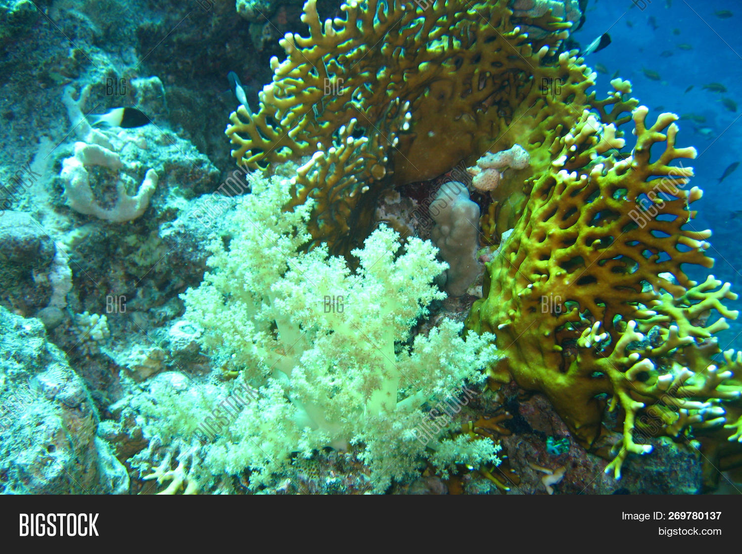 Coral Reef Red Sea. Image & Photo (Free Trial) | Bigstock