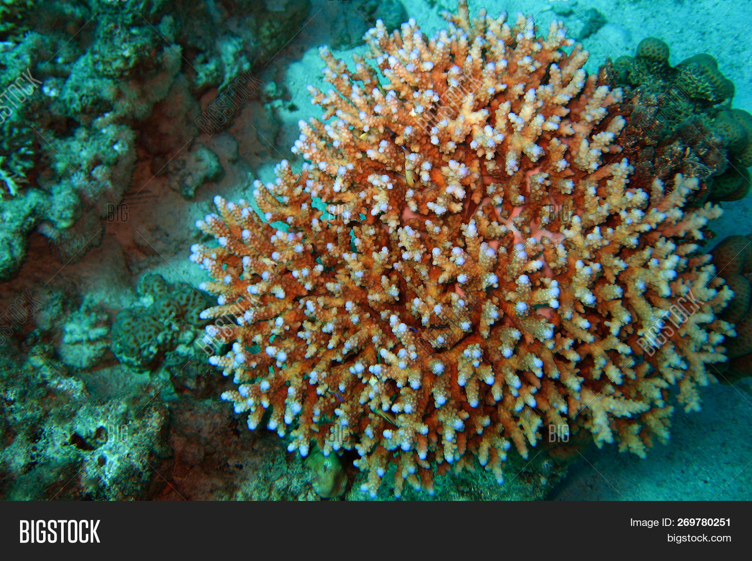 Coral Reef Red Sea. Image & Photo (Free Trial) | Bigstock