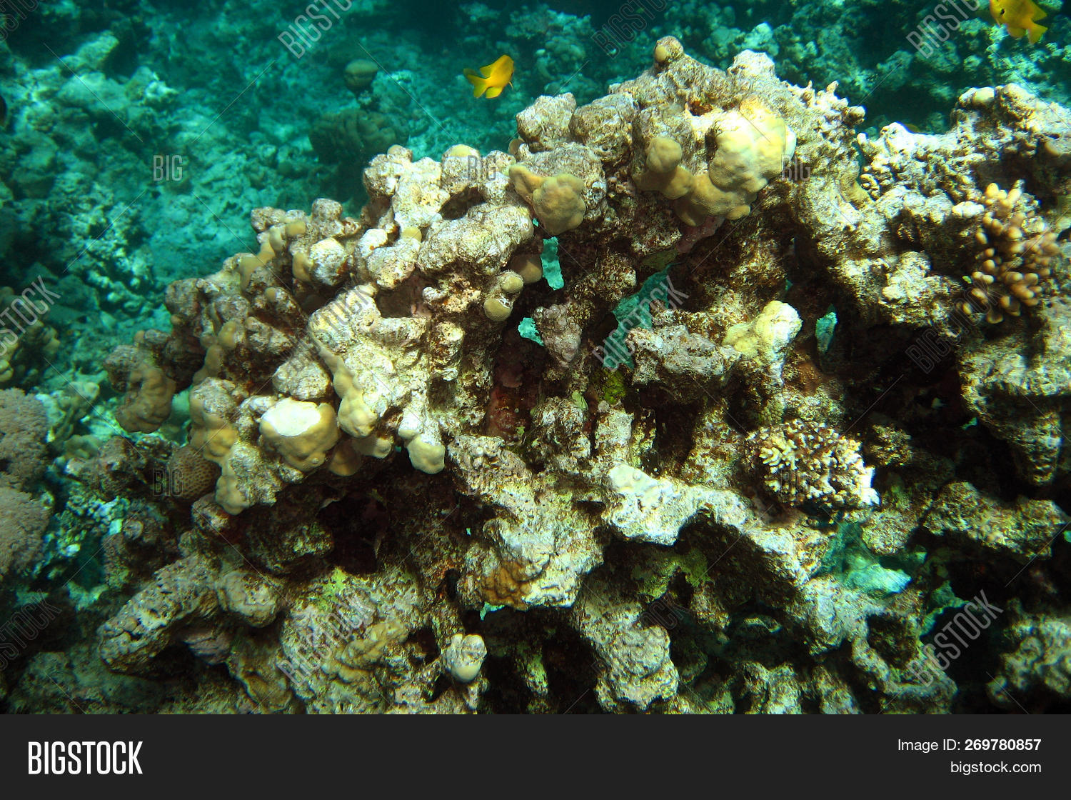 Coral Reef Red Sea. Image & Photo (Free Trial) | Bigstock