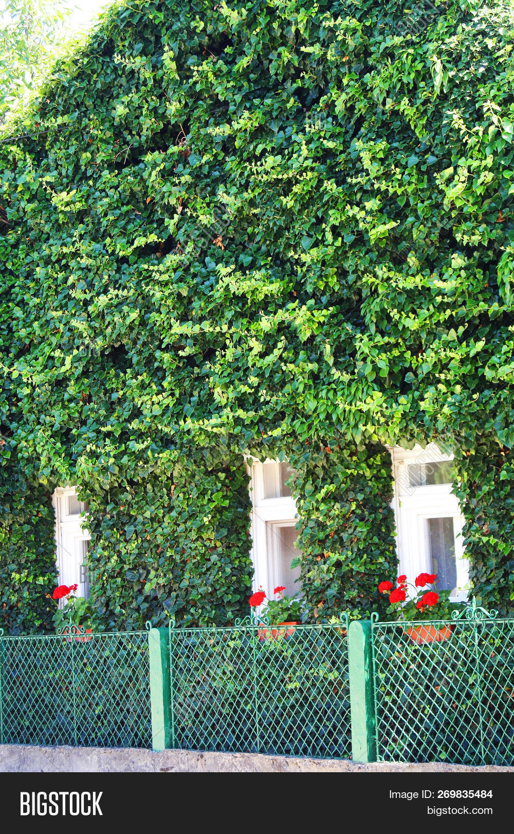 House Full Leaves Image & Photo (Free Trial) | Bigstock