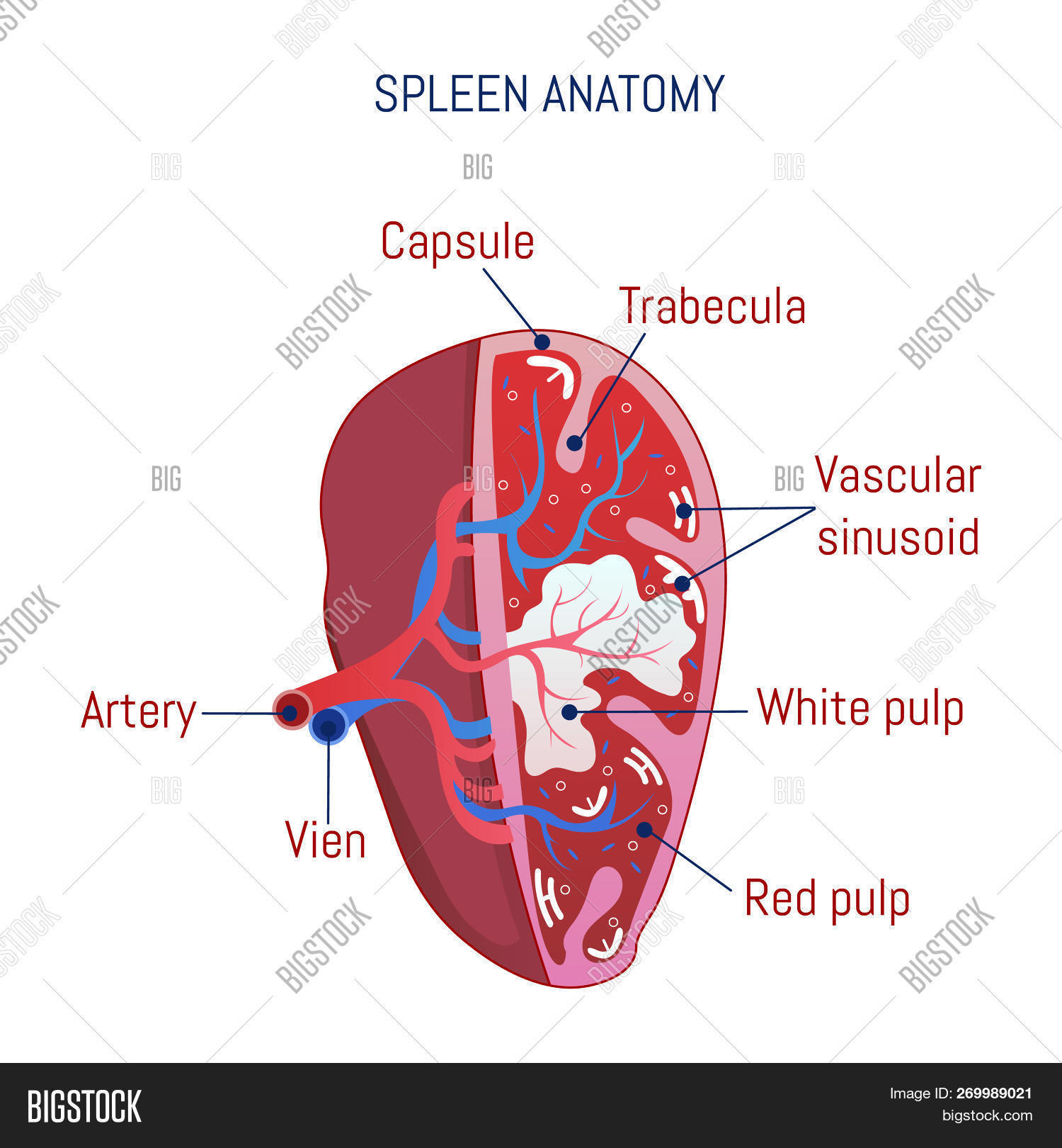 Spleen Anatomy Icon. Image & Photo (Free Trial) | Bigstock