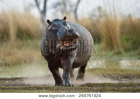 Aggressive Hippo Male Image & Photo (Free Trial) | Bigstock