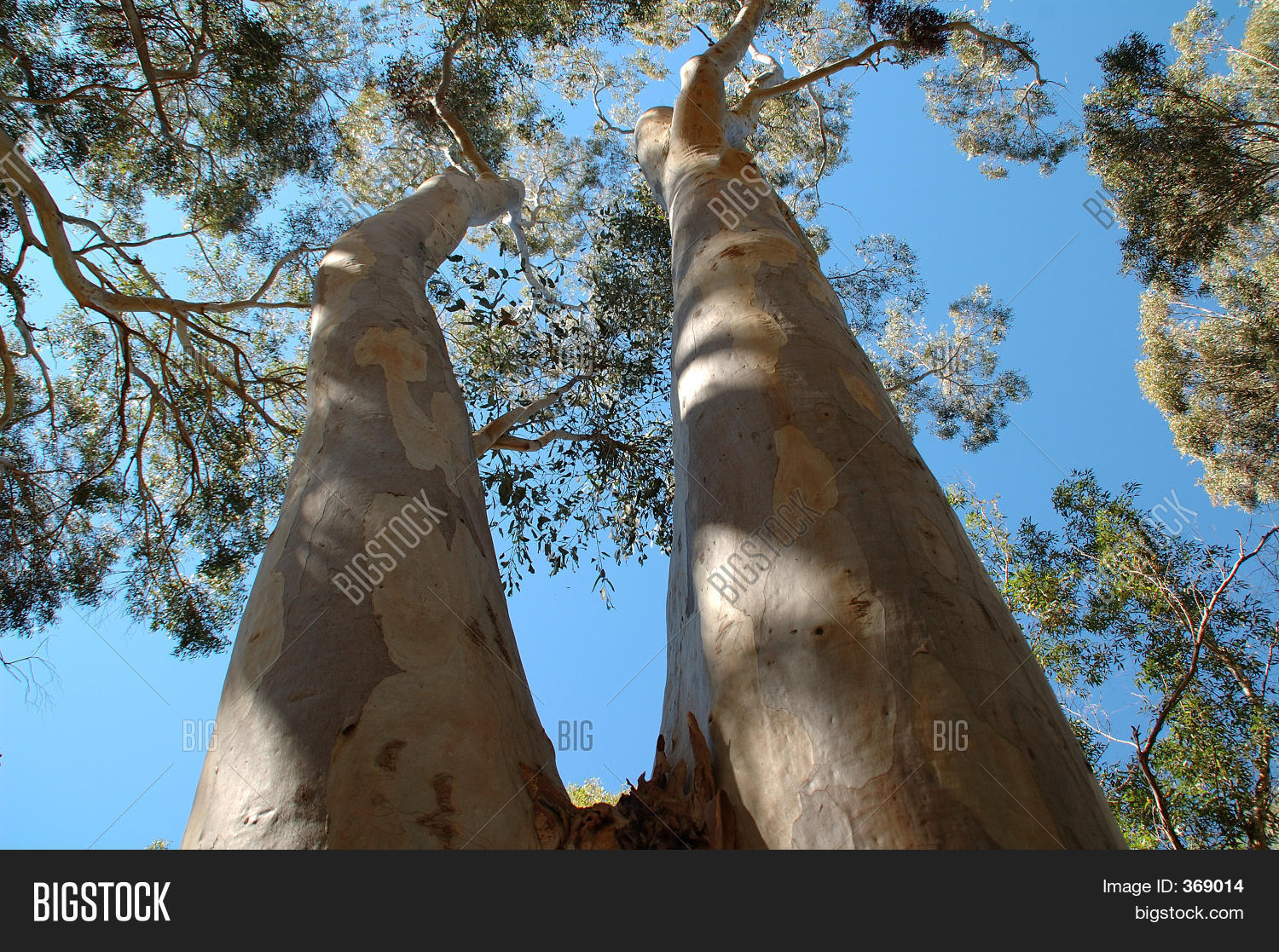 Tall Gums Image & Photo (Free Trial) | Bigstock