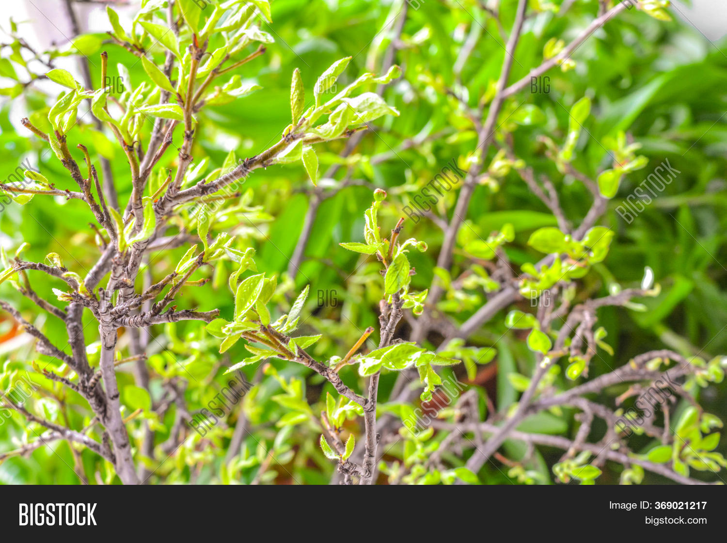 Branches Shrub Early Image & Photo (Free Trial) | Bigstock
