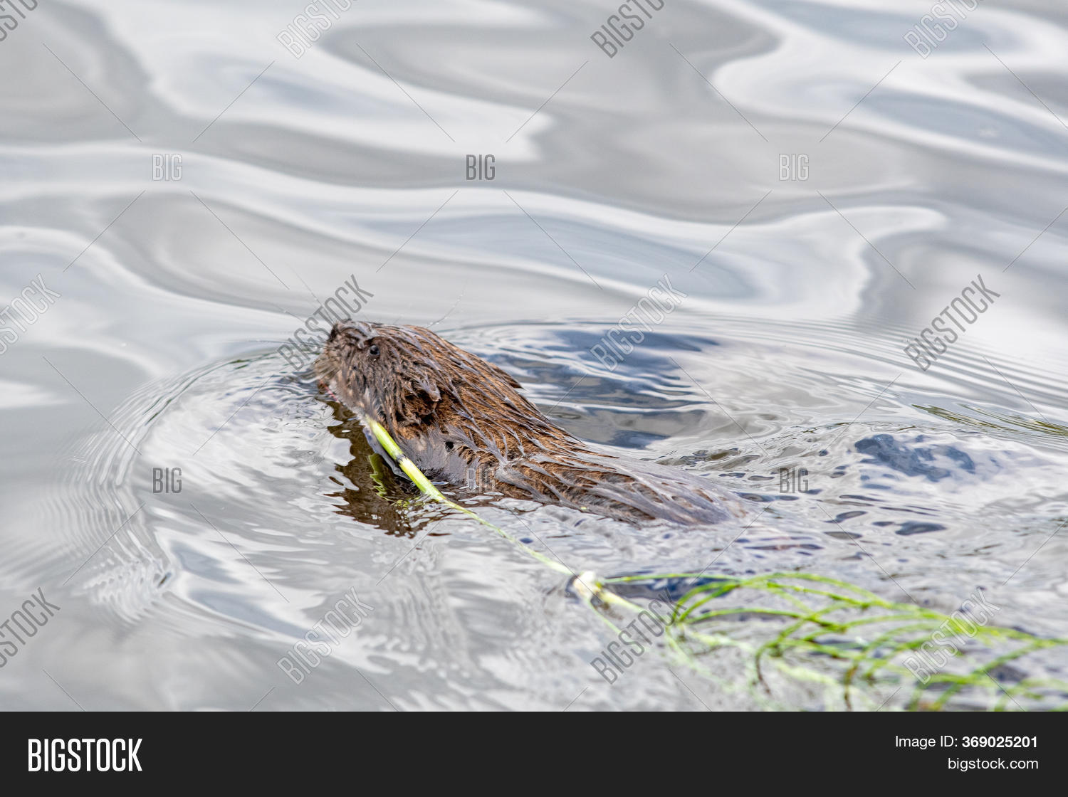 Beaver Bringing Stuff Image & Photo (Free Trial) | Bigstock