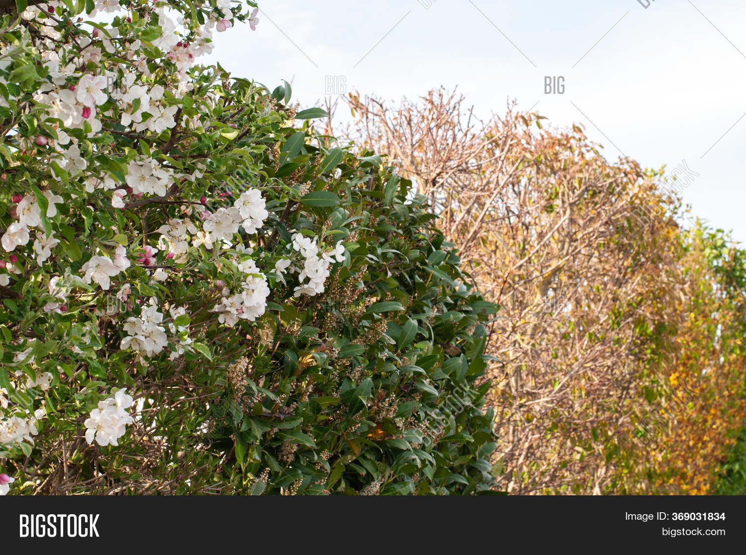 Side View Hedge Image & Photo (Free Trial) | Bigstock