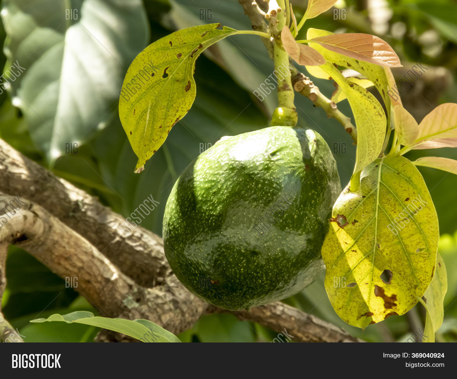 Avocado Tree After Image & Photo (Free Trial) | Bigstock