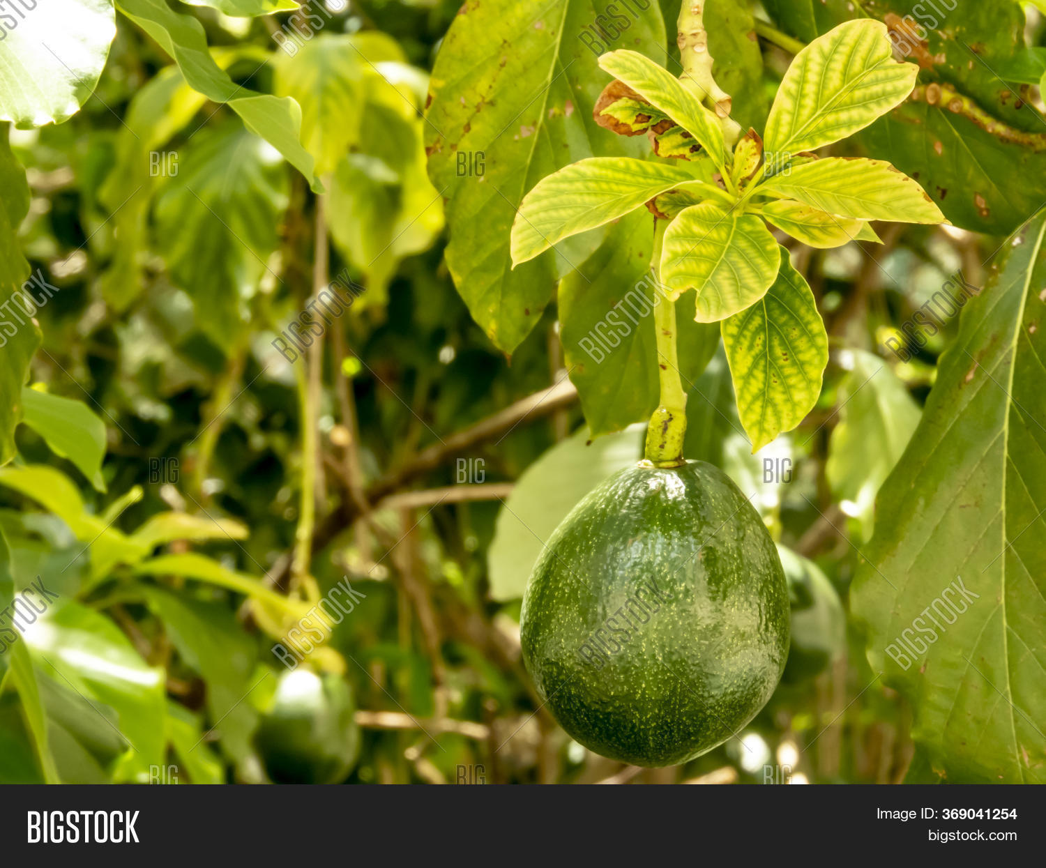 Avocado Tree Sunny Day Image & Photo (Free Trial) | Bigstock