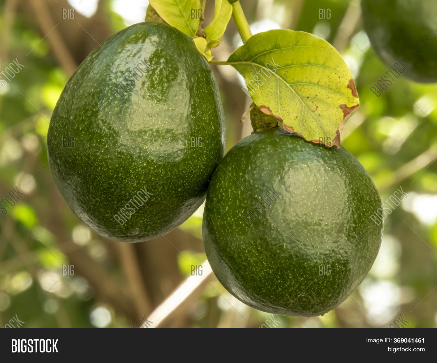 Avocado Tree Sunny Day Image & Photo (Free Trial) | Bigstock
