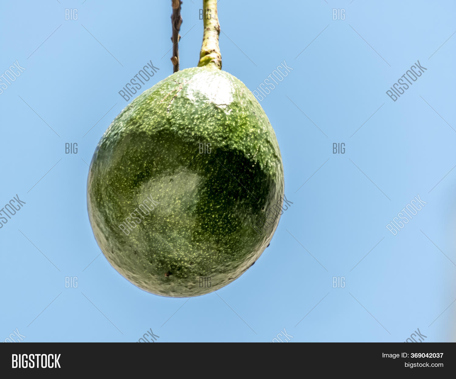 Avocado Tree Sunny Day Image & Photo (Free Trial) | Bigstock
