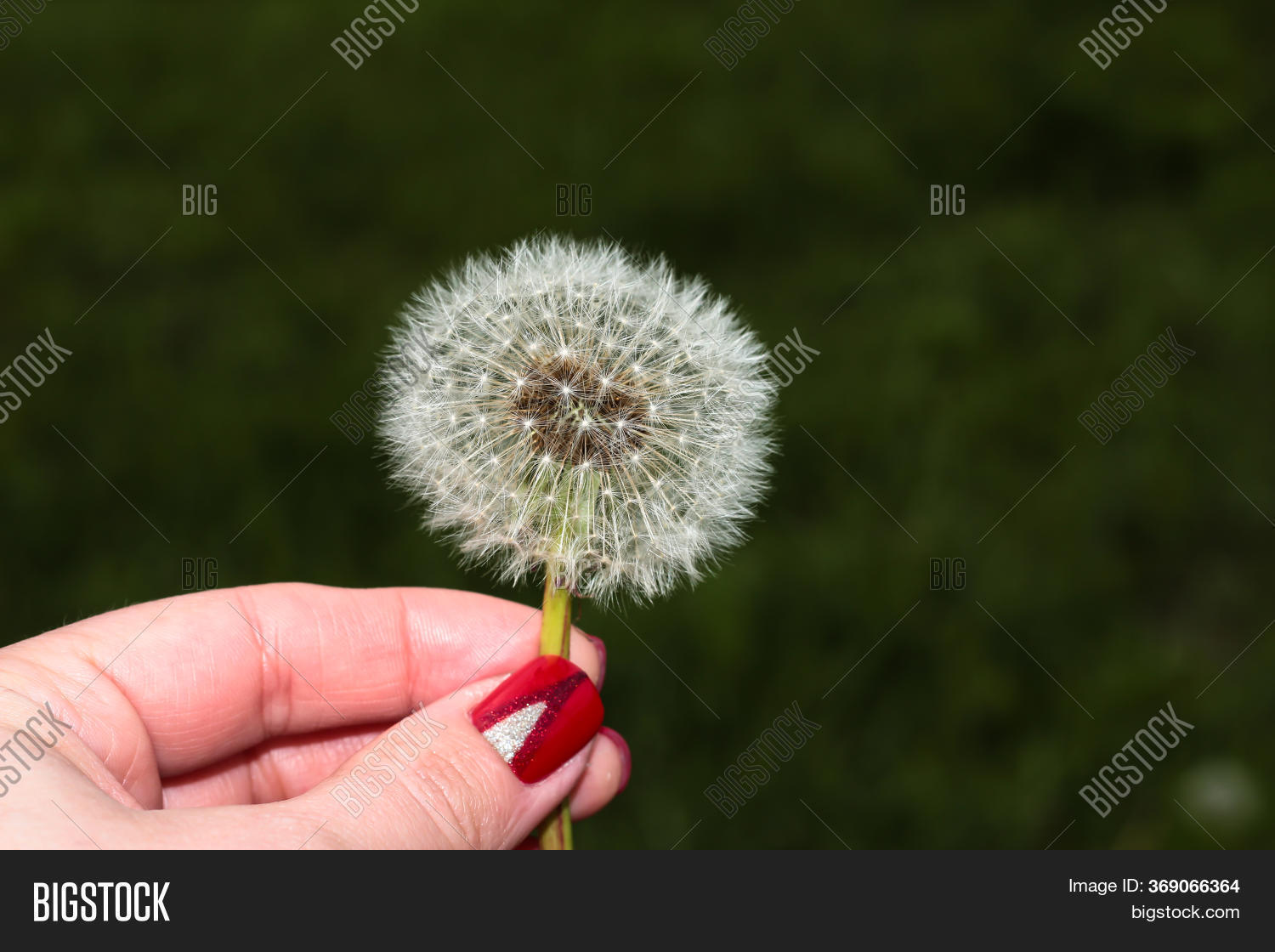 Dandelion Woman's Hand Image & Photo (Free Trial) | Bigstock