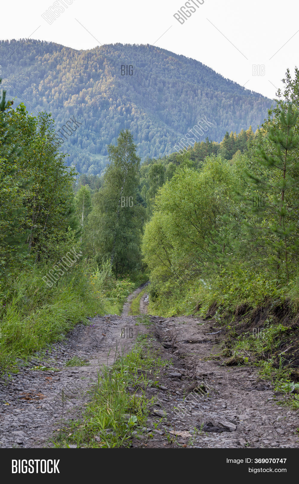 Rocky Road Among Trees Image & Photo (Free Trial) | Bigstock