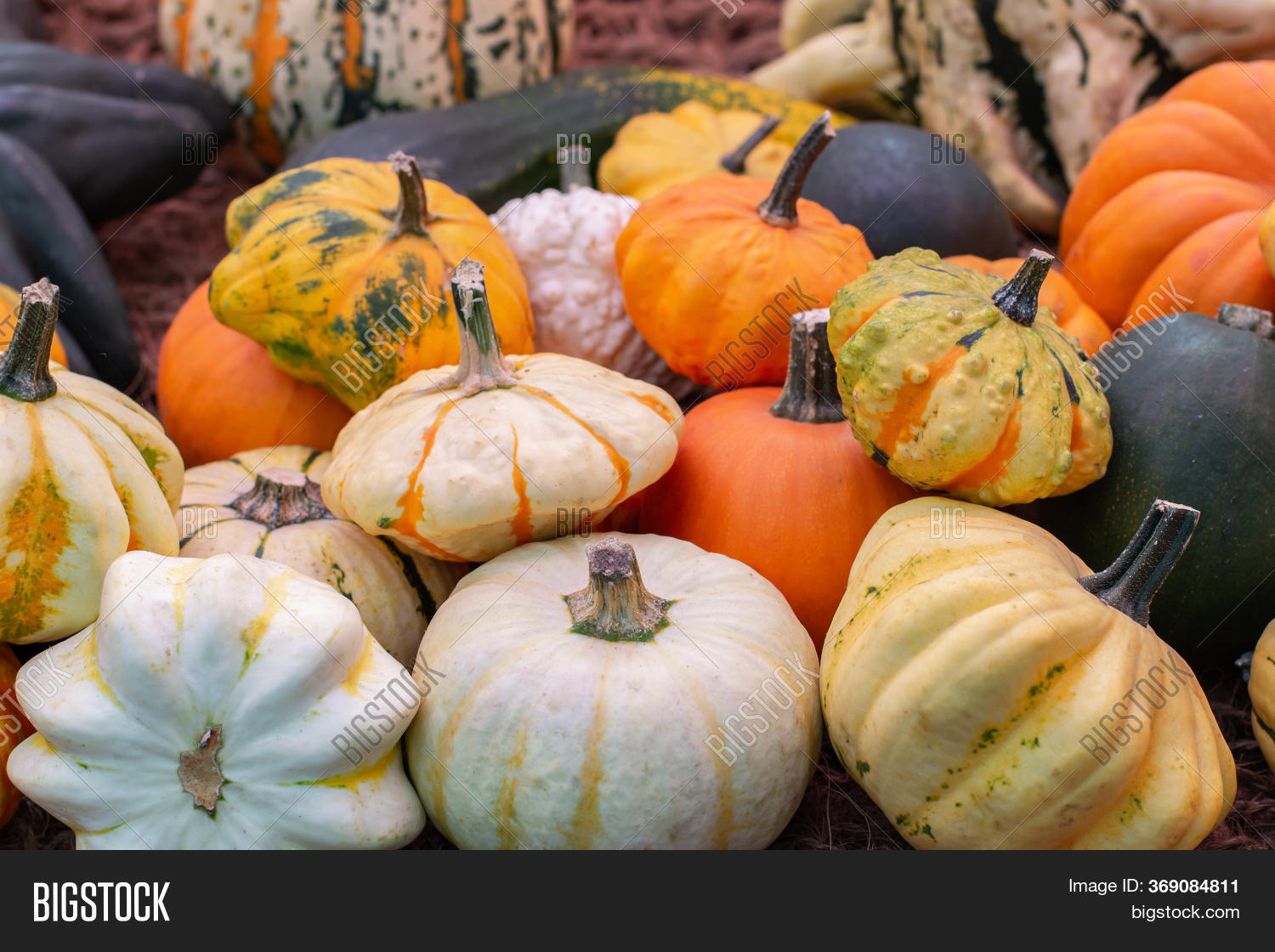 Many Colorful Pumpkins Image & Photo (Free Trial) | Bigstock