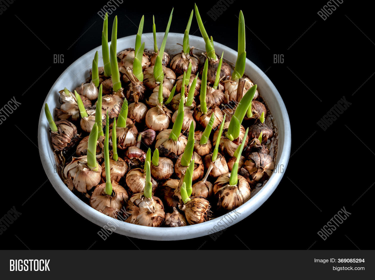 Flower Bulbs Planting Image & Photo (Free Trial) | Bigstock