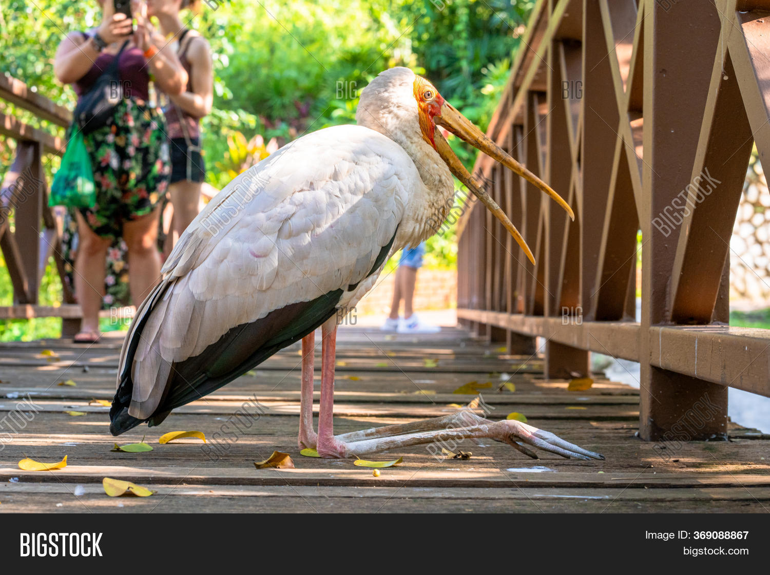 Milk Stork Sits On Image & Photo (Free Trial) | Bigstock