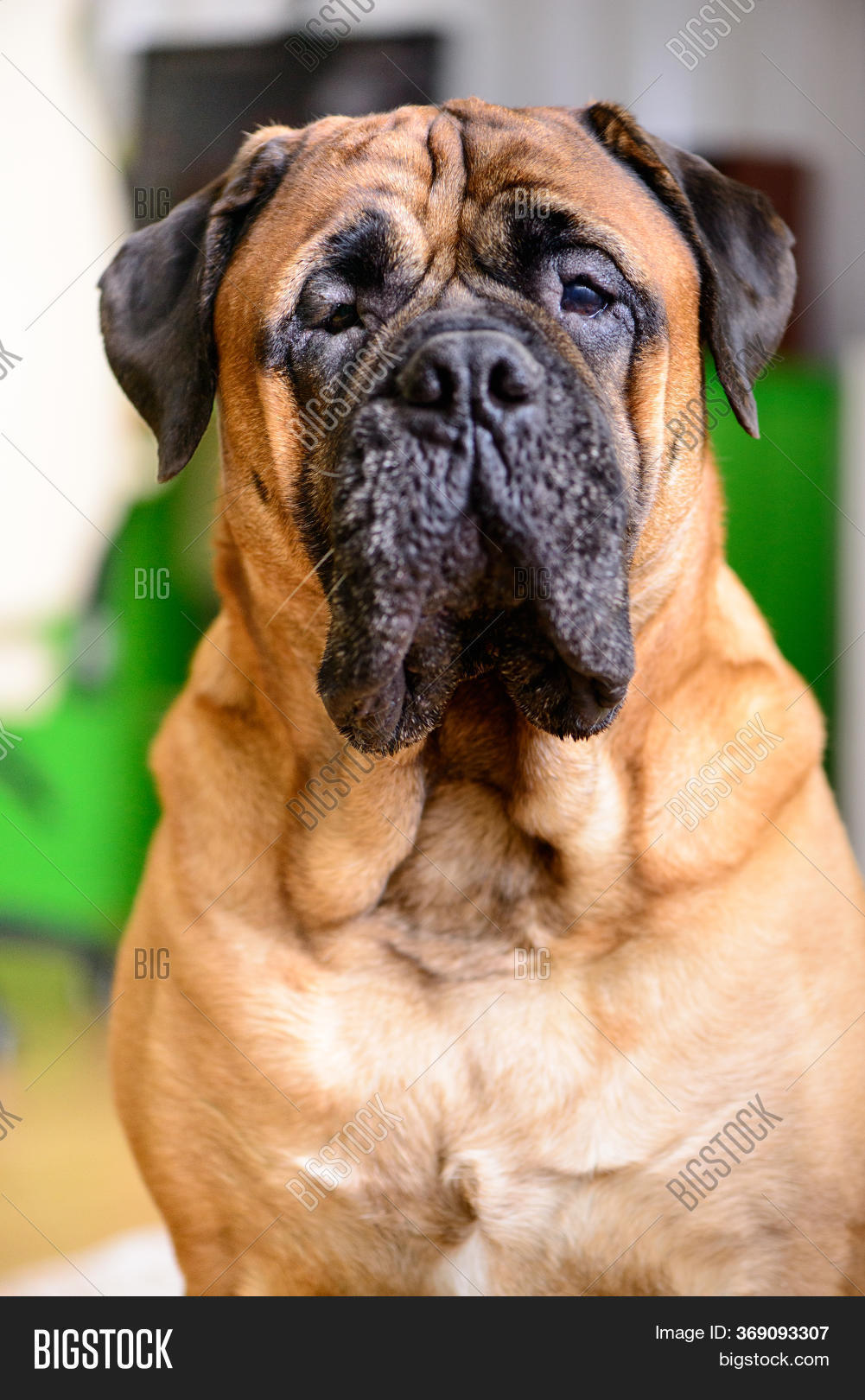 Red Bullmastiff Puppies