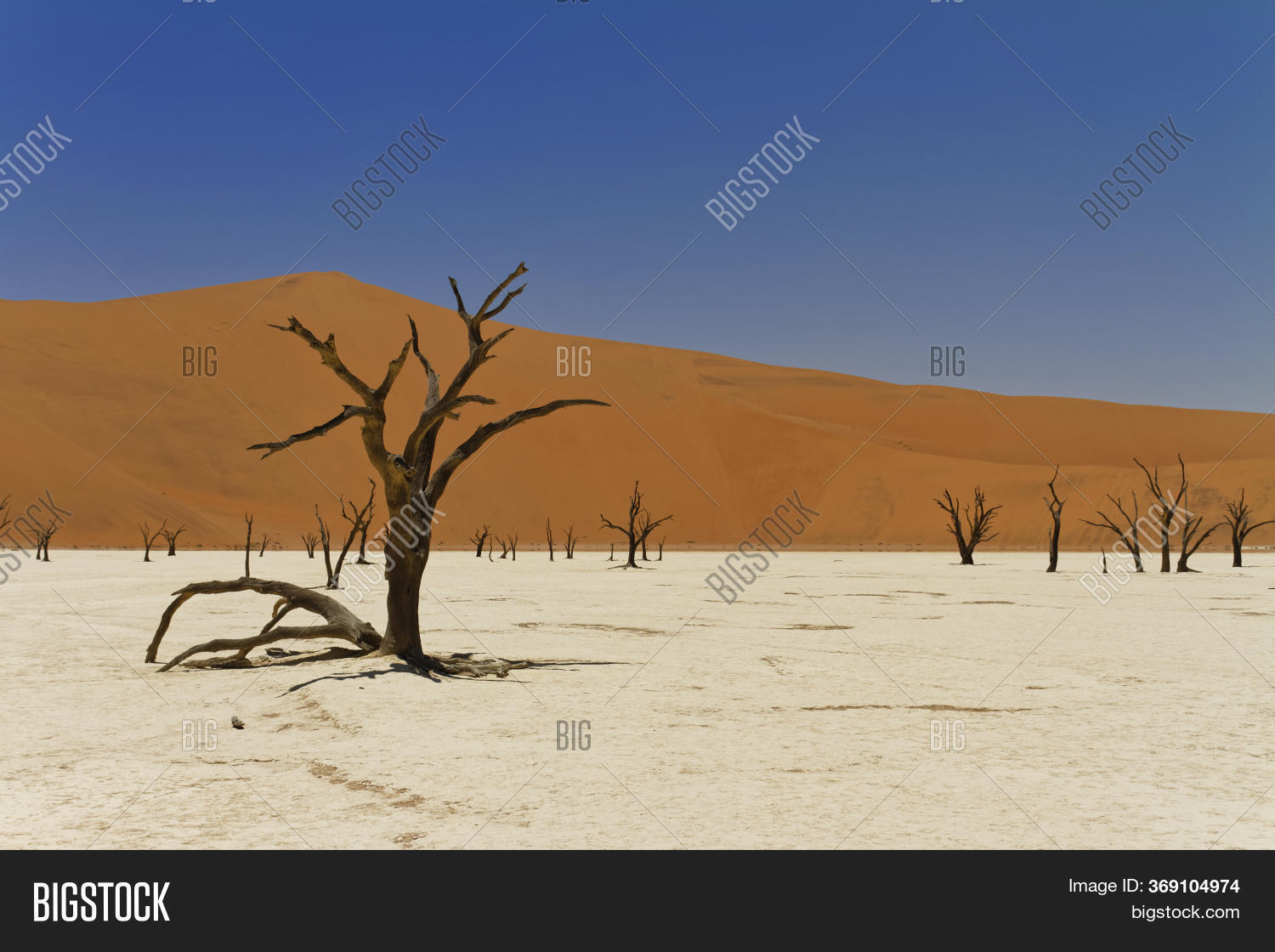 Very Old Dead Acacia, Image & Photo (Free Trial) | Bigstock