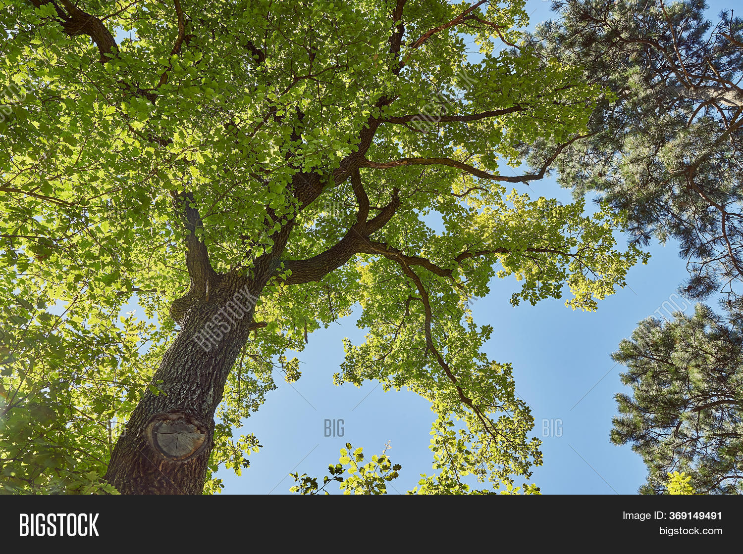 Green Leaves Tree Image & Photo (Free Trial) | Bigstock