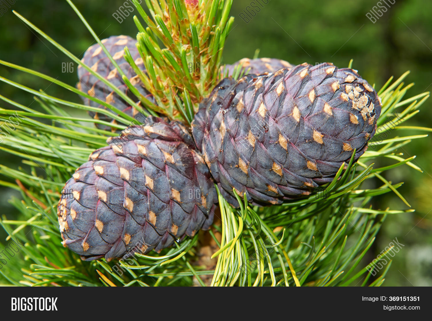 Cedar Branch Cones Image & Photo (Free Trial) | Bigstock