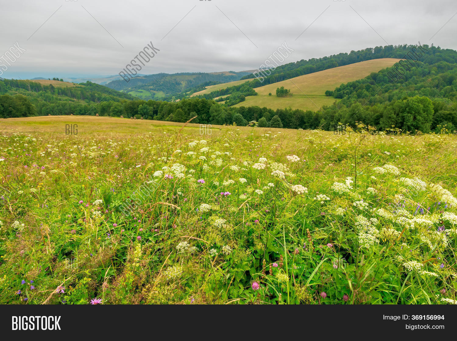 Tree On Grassy Meadow Image & Photo (Free Trial) | Bigstock