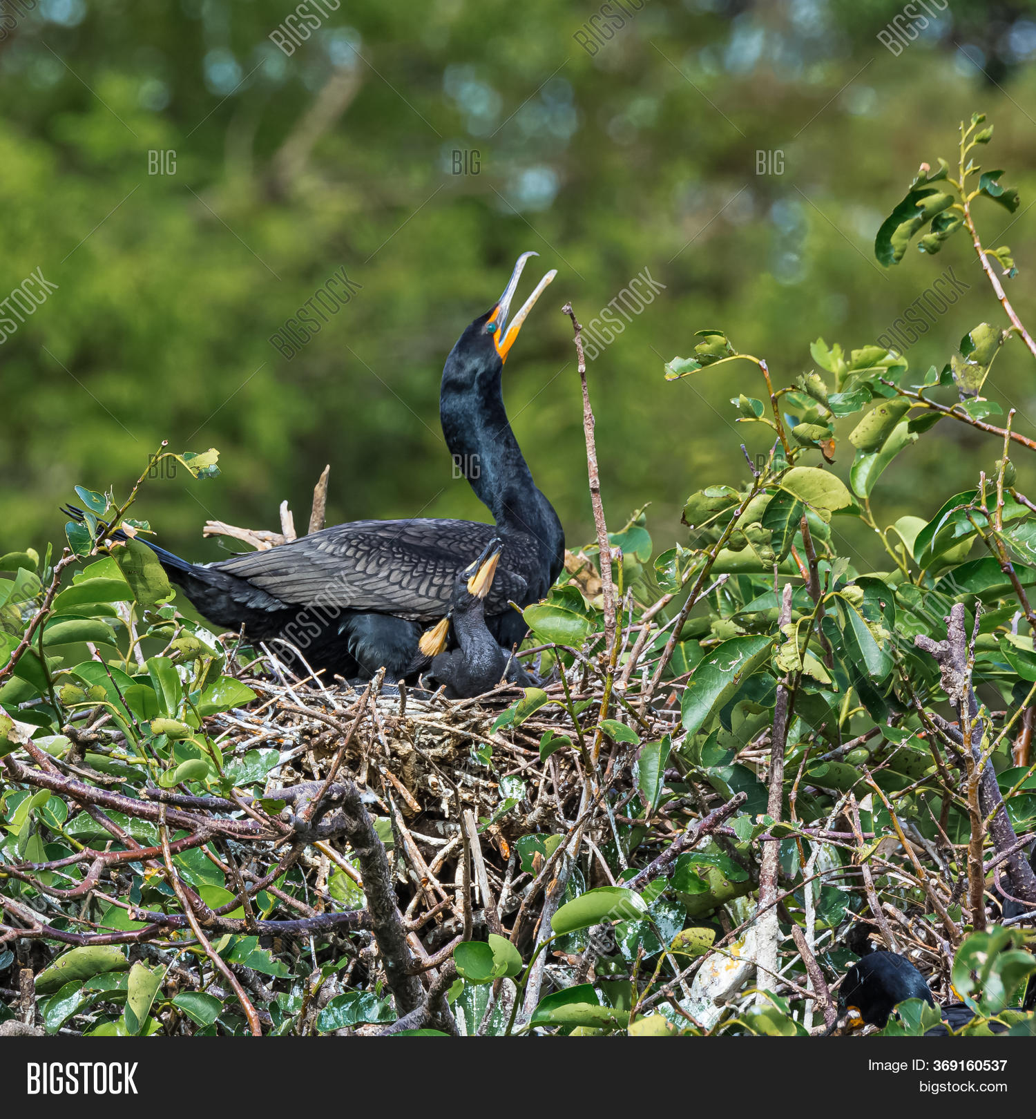 Mother Cormorant Her Image & Photo (Free Trial) | Bigstock