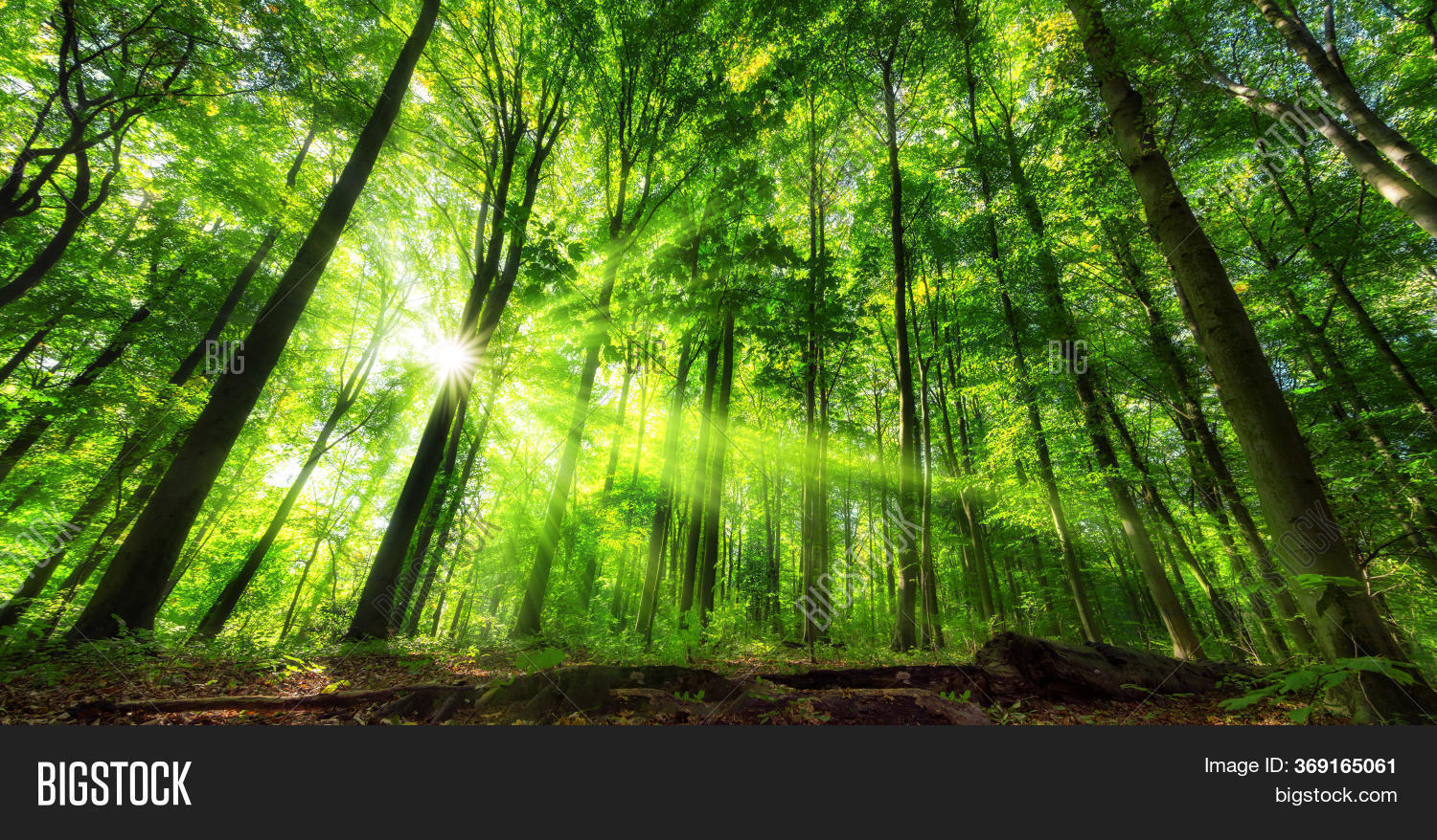 Vivid Panoramic Image & Photo (Free Trial) | Bigstock