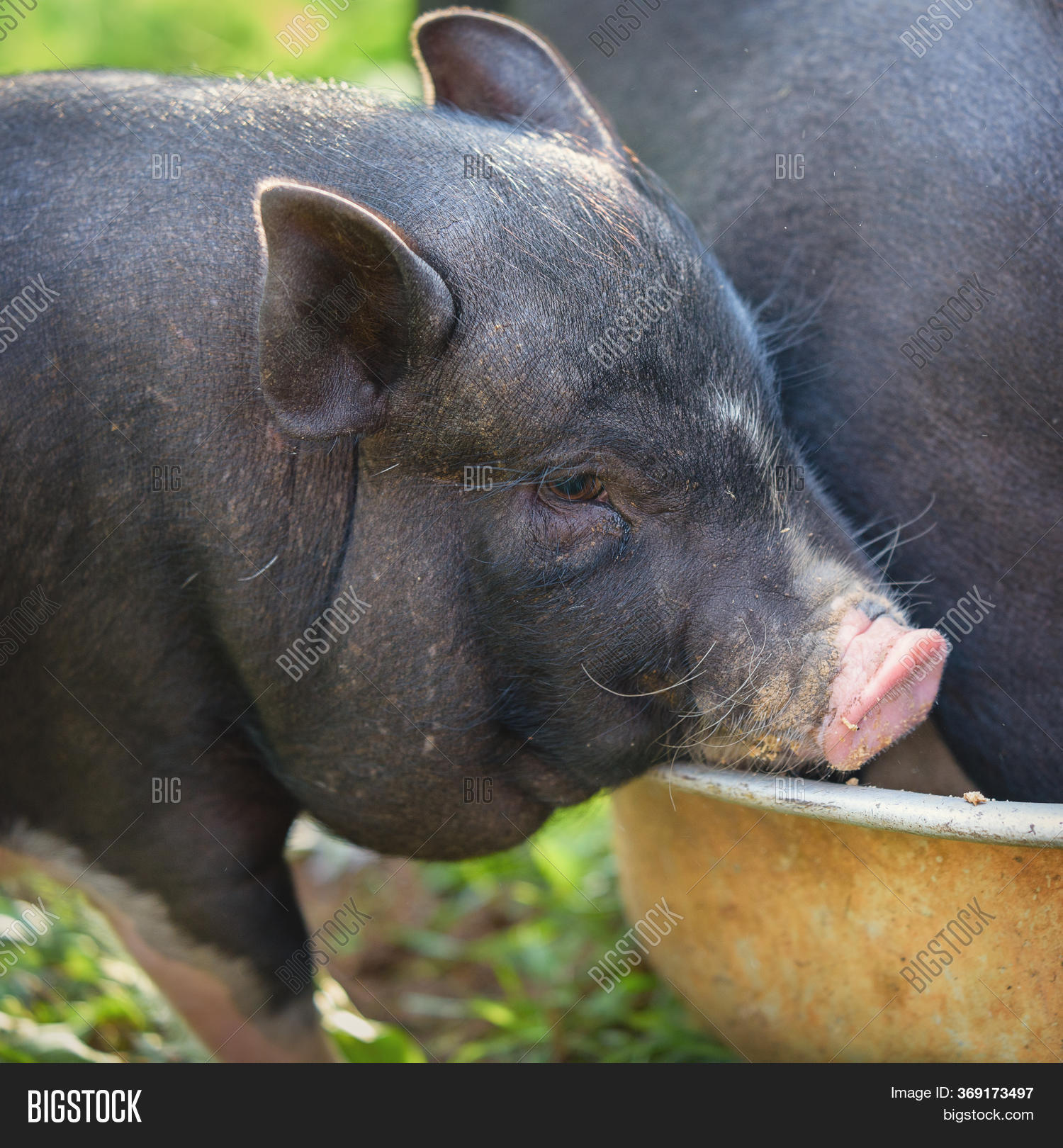Little Pig Waiting Image & Photo (Free Trial) | Bigstock