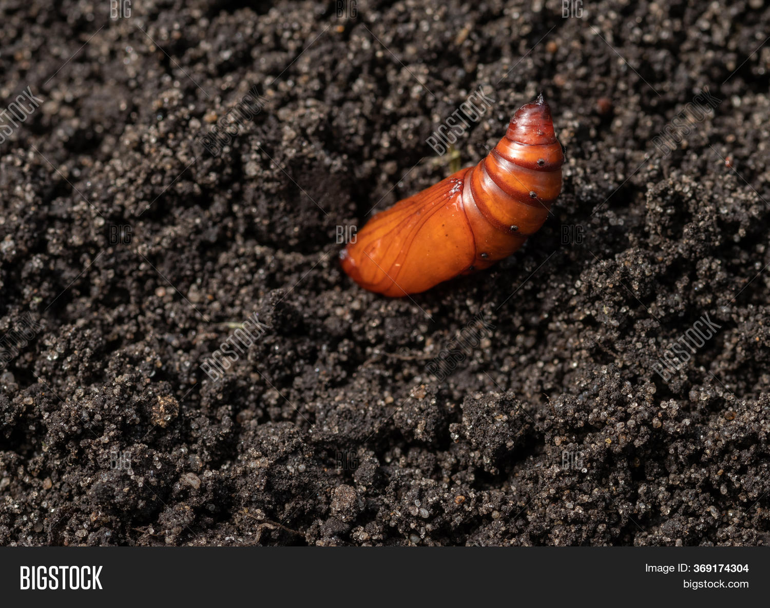 Pupa Moth Against Image & Photo (Free Trial) | Bigstock