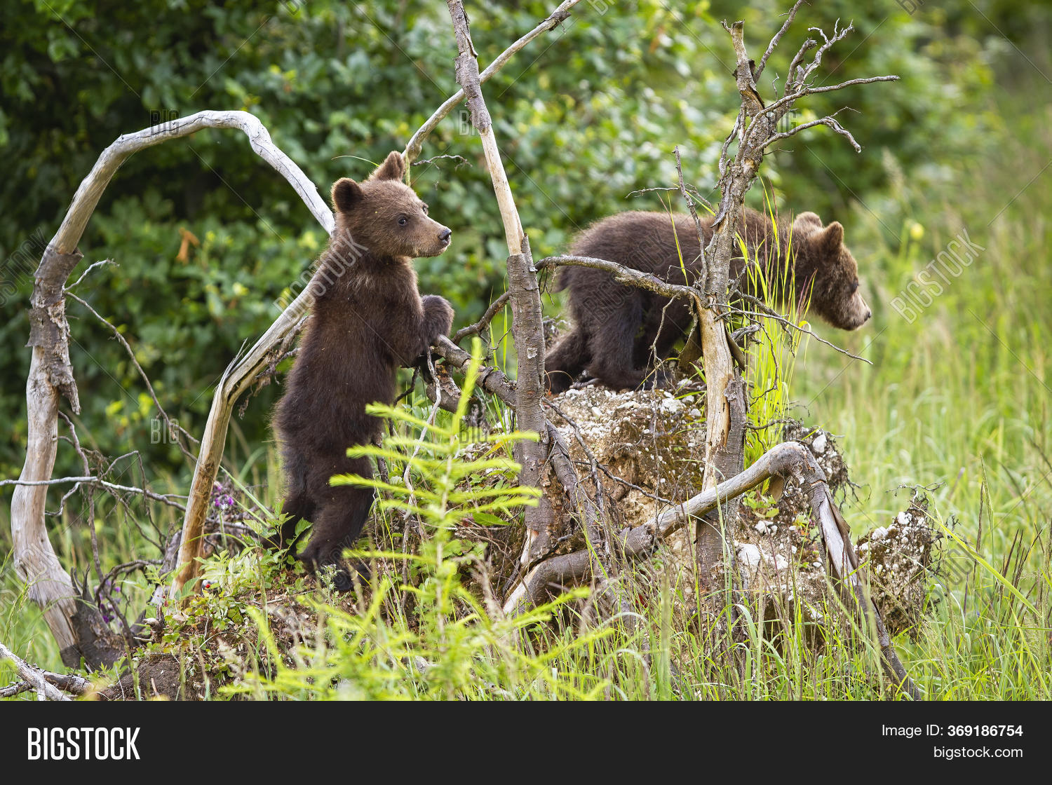 Two Brown Bear Cubs Image & Photo (Free Trial) | Bigstock