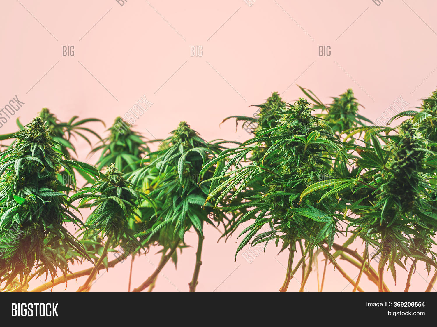 Branches Medical Image & Photo (Free Trial) | Bigstock