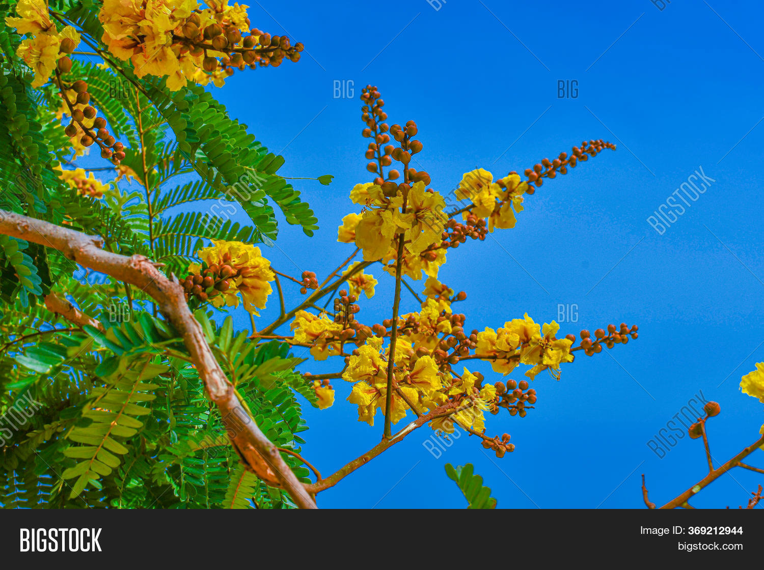 Radha Chuda Flower Image & Photo (Free Trial) | Bigstock