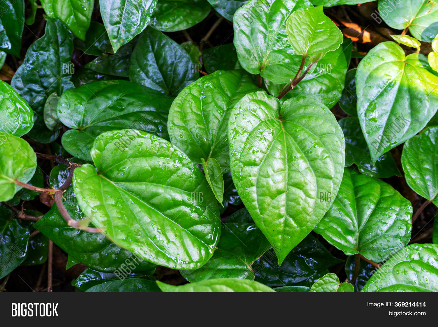 Cultivation Green Image & Photo (Free Trial) | Bigstock