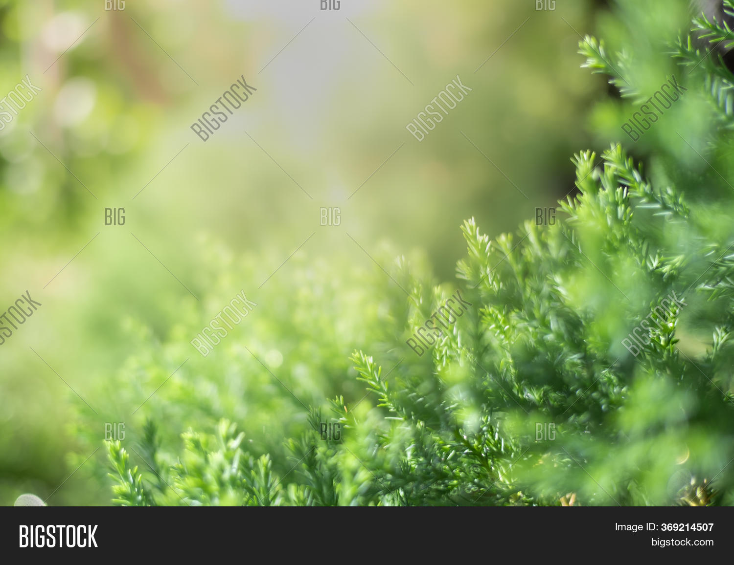 Closeup Beautiful View Image & Photo (Free Trial) | Bigstock