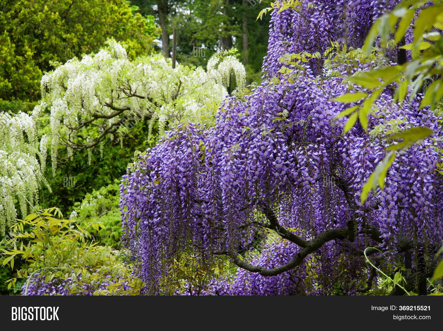 Beautiful Purple White Image & Photo (Free Trial) | Bigstock