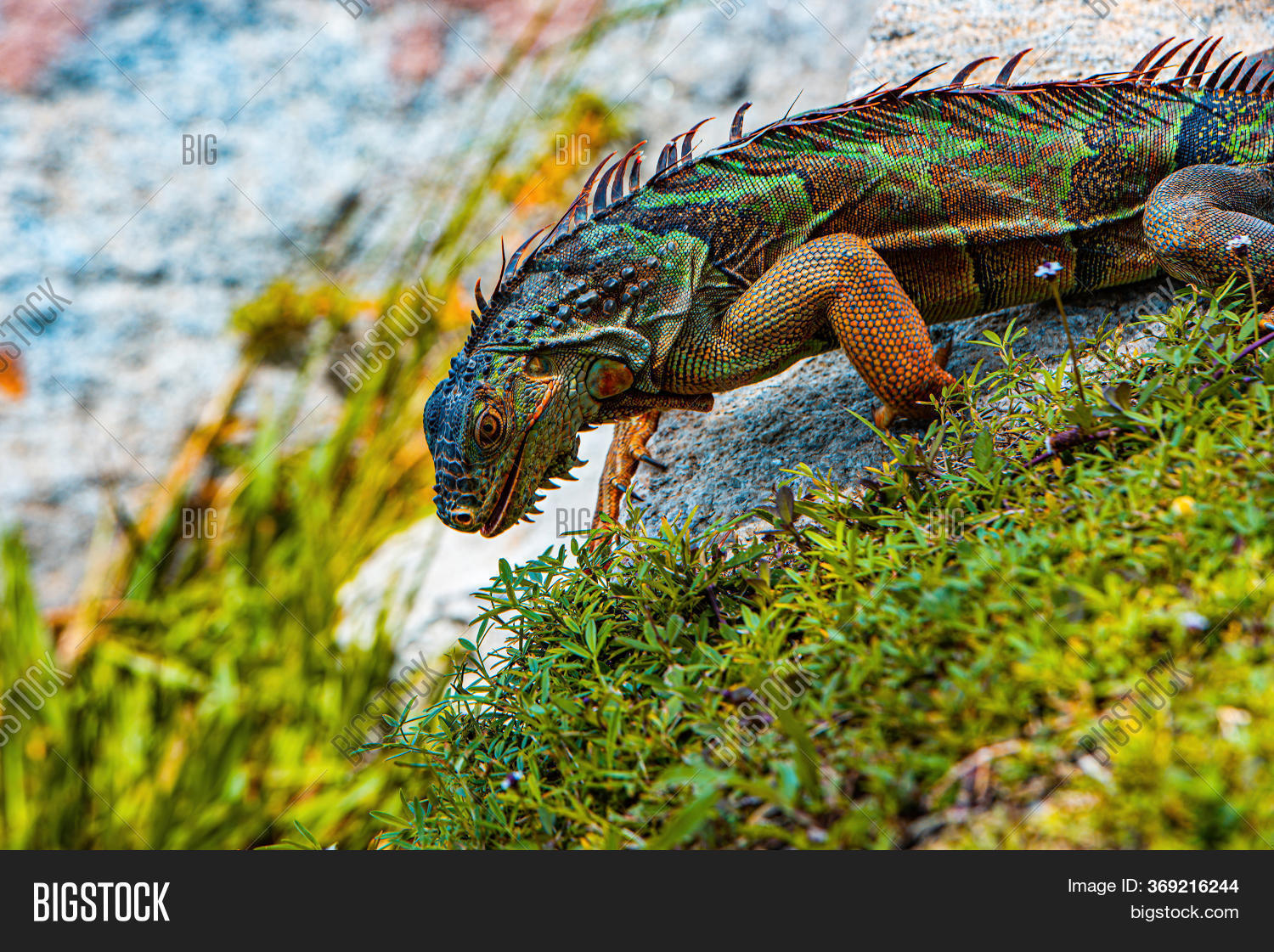 Iguana Dragon. Iguana Image & Photo (Free Trial) | Bigstock