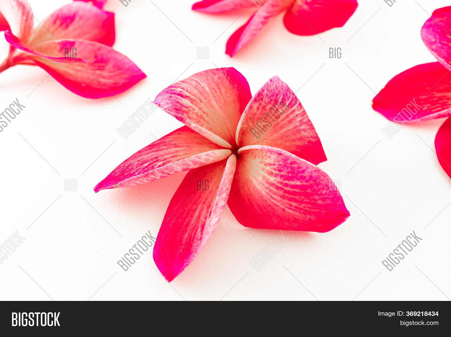 Exotic Frangipani Image & Photo (Free Trial) | Bigstock