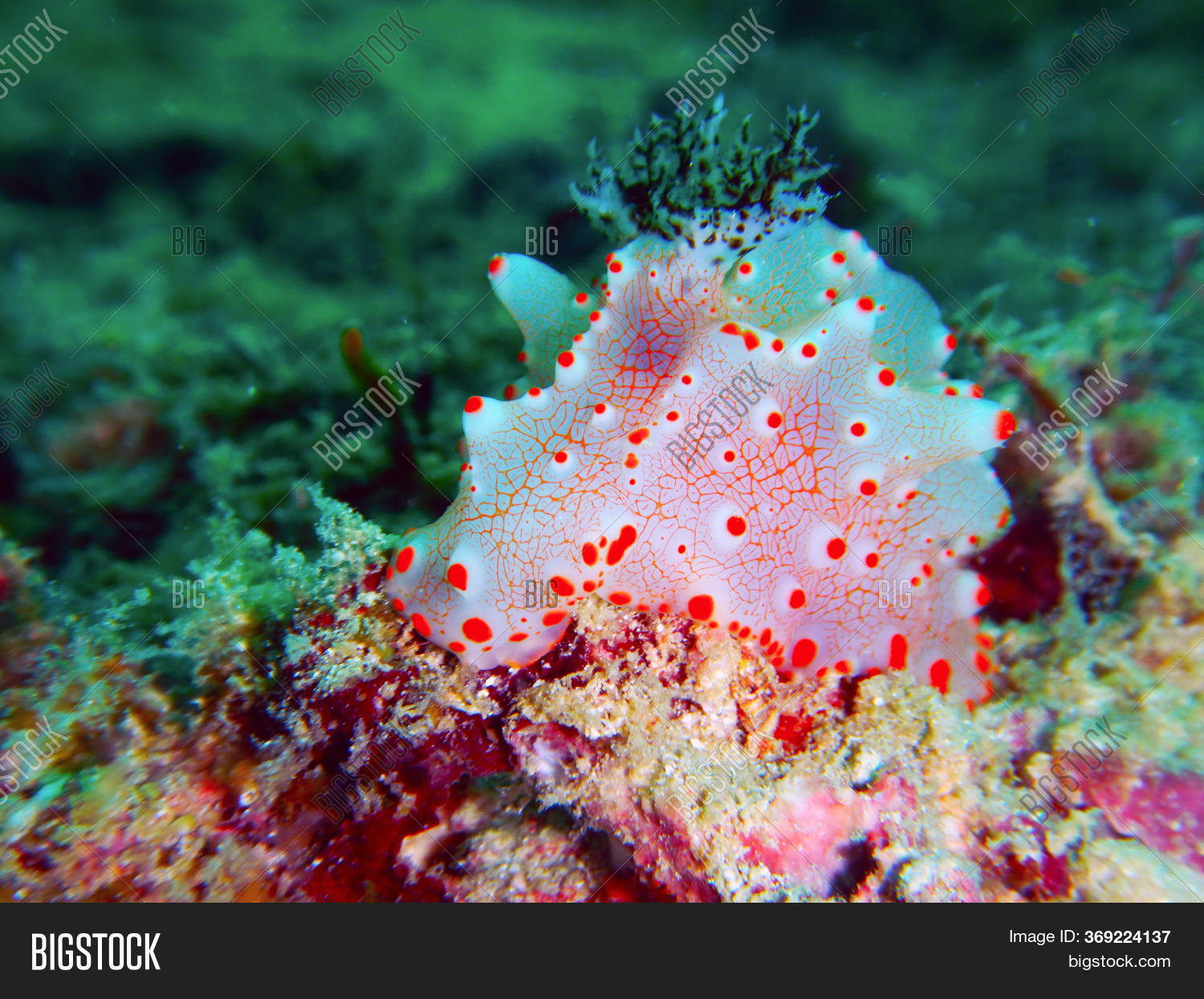 Halgerda Batangas Image & Photo (Free Trial) | Bigstock