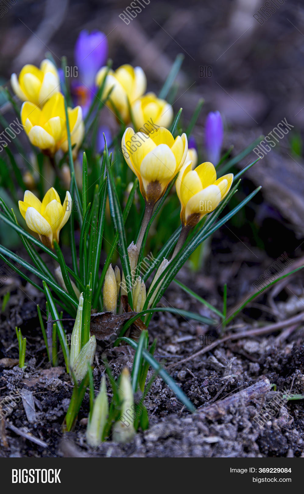 Flowering Crocuses Image & Photo (Free Trial) | Bigstock