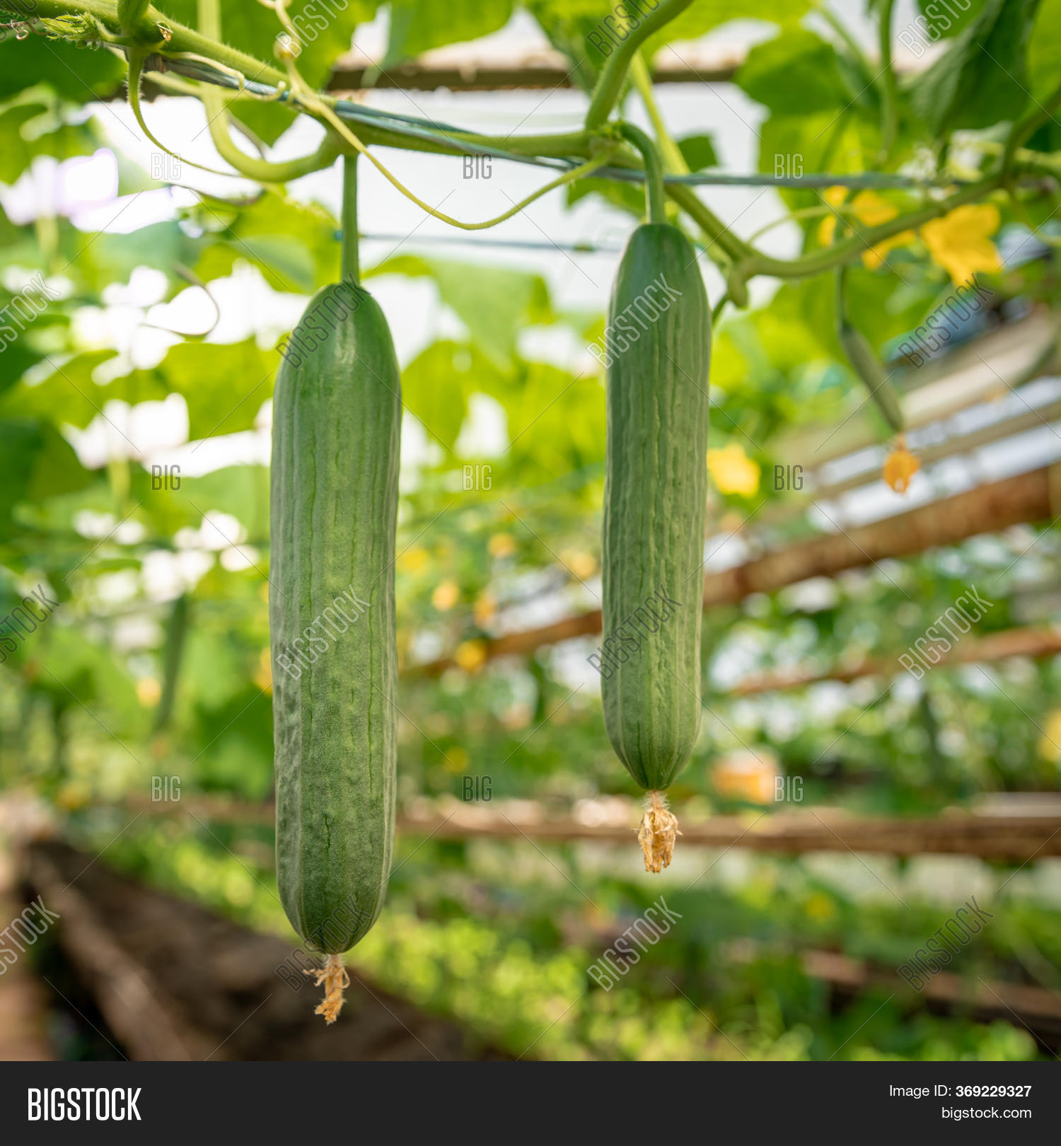 Green Cucumbers Image & Photo (Free Trial) | Bigstock