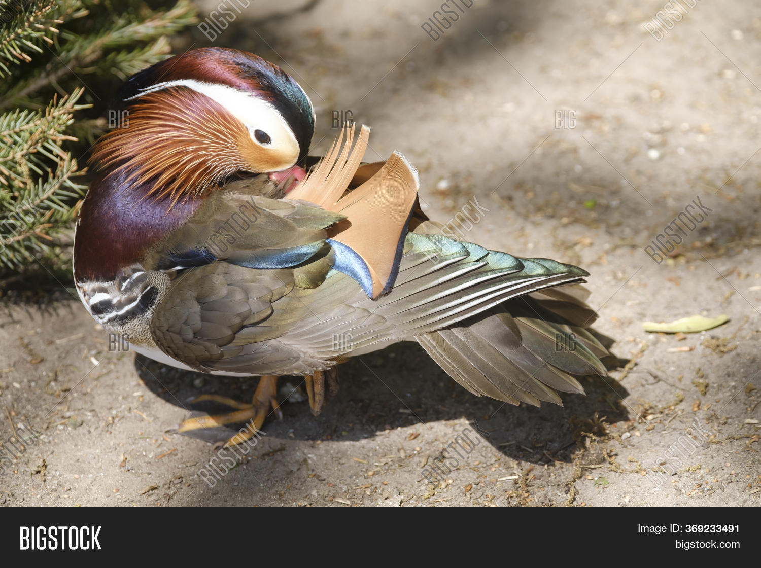 One Wood Duck, Duck Image & Photo (Free Trial) | Bigstock