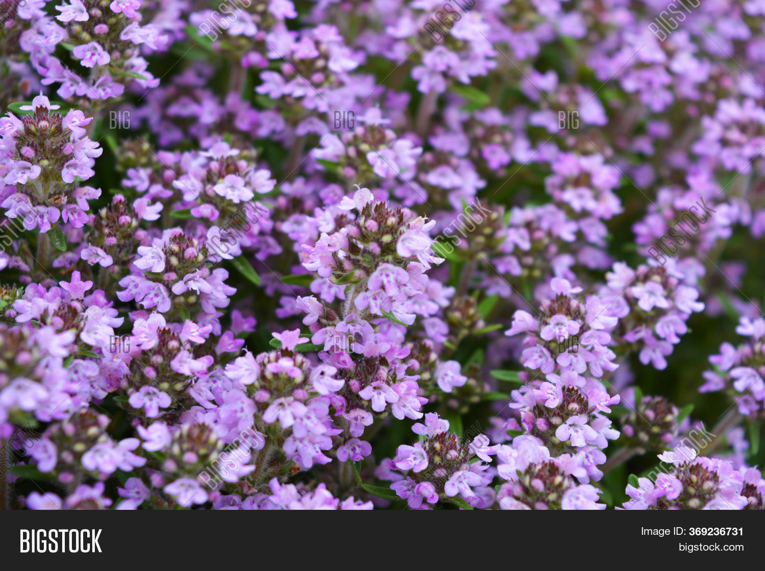 Bright Smelling Purple Image & Photo (Free Trial) | Bigstock