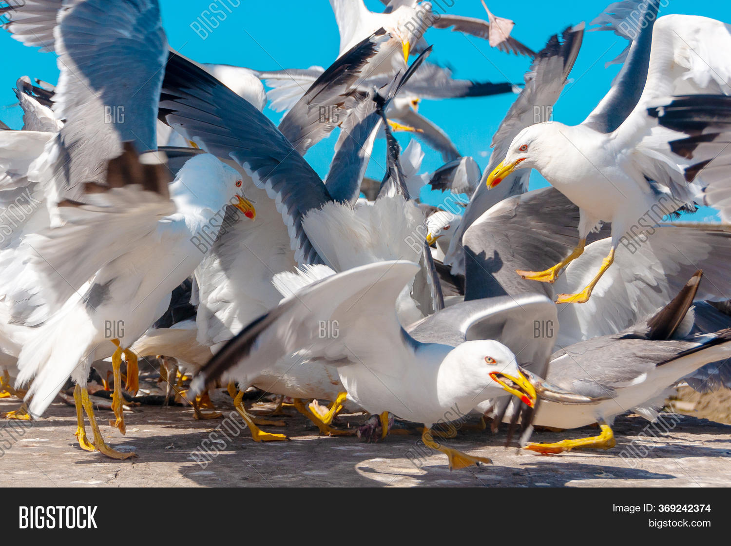 Multiple Birds Image & Photo (Free Trial) | Bigstock