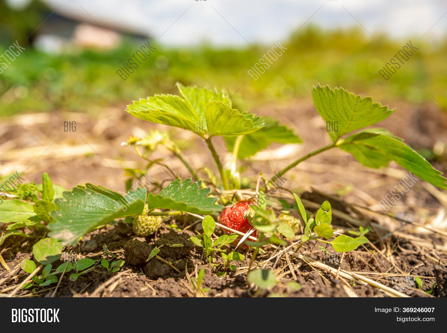 Flowering Strawberry Image & Photo (Free Trial) | Bigstock